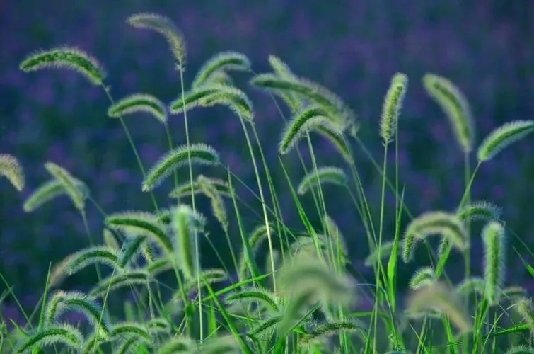 "Dog's tail grass" is a treasure. Using it to boil water can help you ...