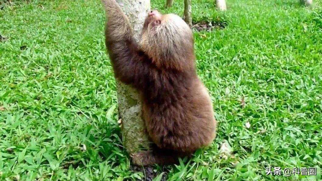 More than 50% of sloths die accidentally on their way - iNEWS