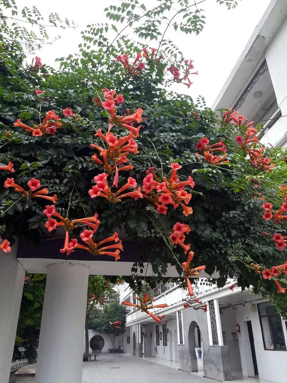 Summer song "Lingxiaohua", so you are such a flower, today I finally ...