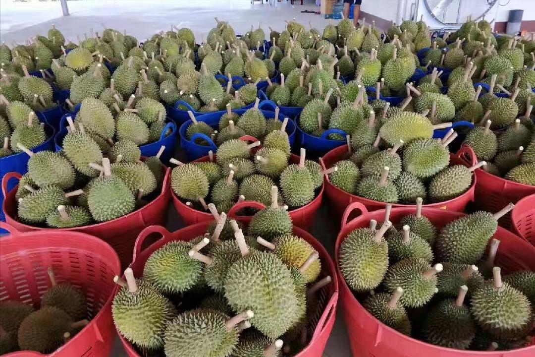 The countdown to "Durian Rotten Street" is running out of time for Thai ...