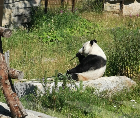 Pandas Return Home: Finland's Reluctance to Leave and the Giant Pandas ...