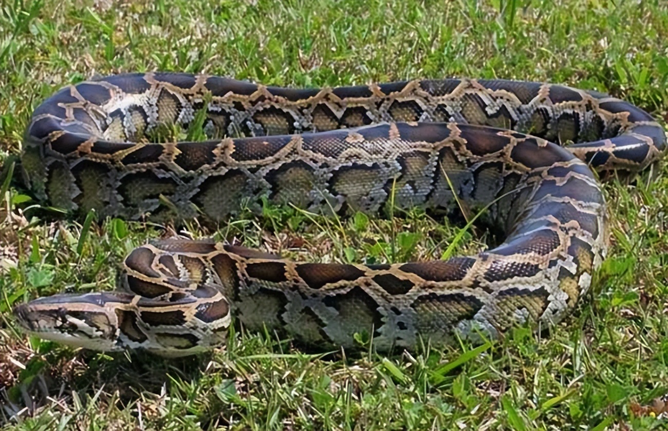 Animal Fun Fact: Can Pythons Really Swallow Adults? - iNEWS