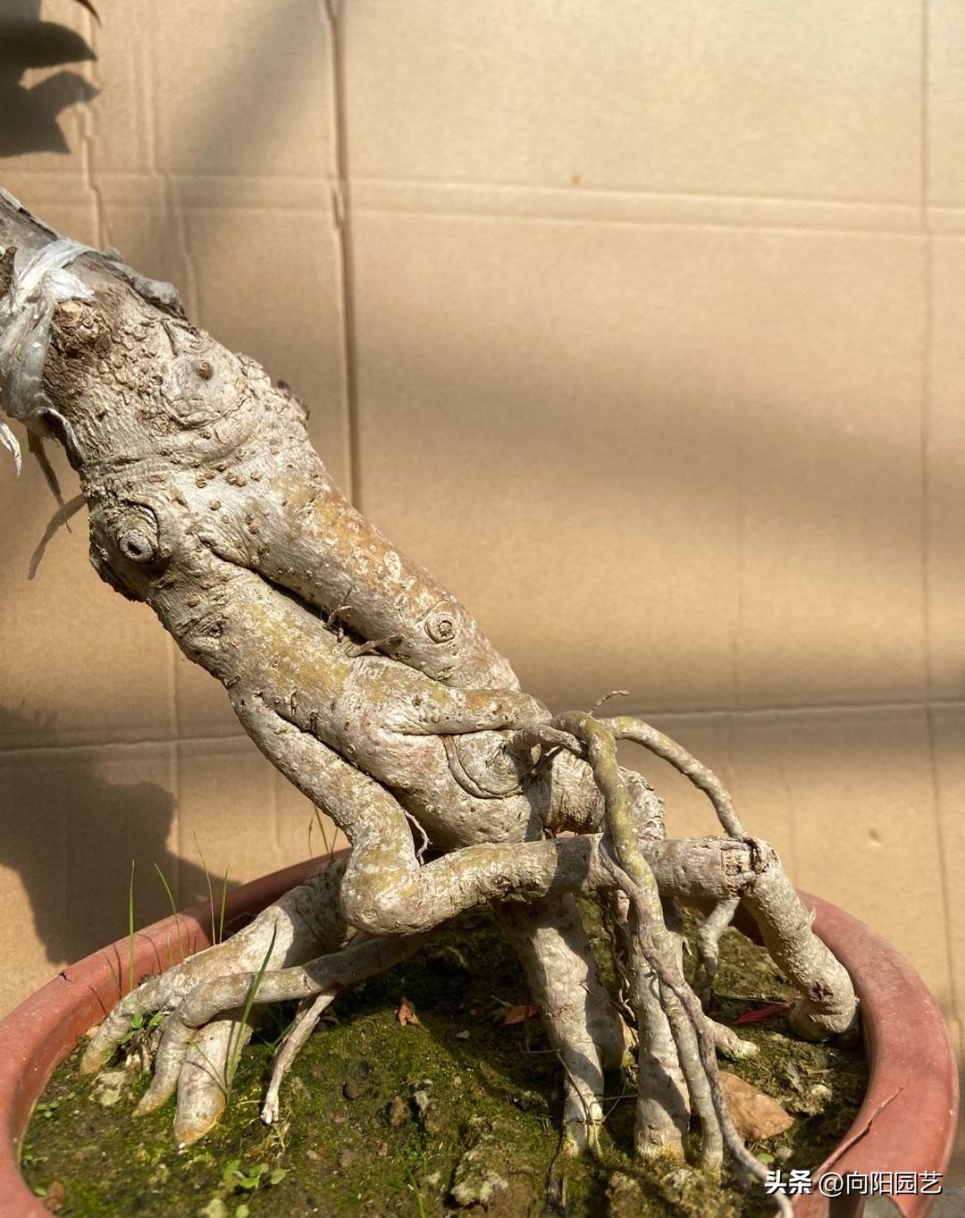 Pewter, tassel, which grafted sweet-scented osmanthus is good?It is ...