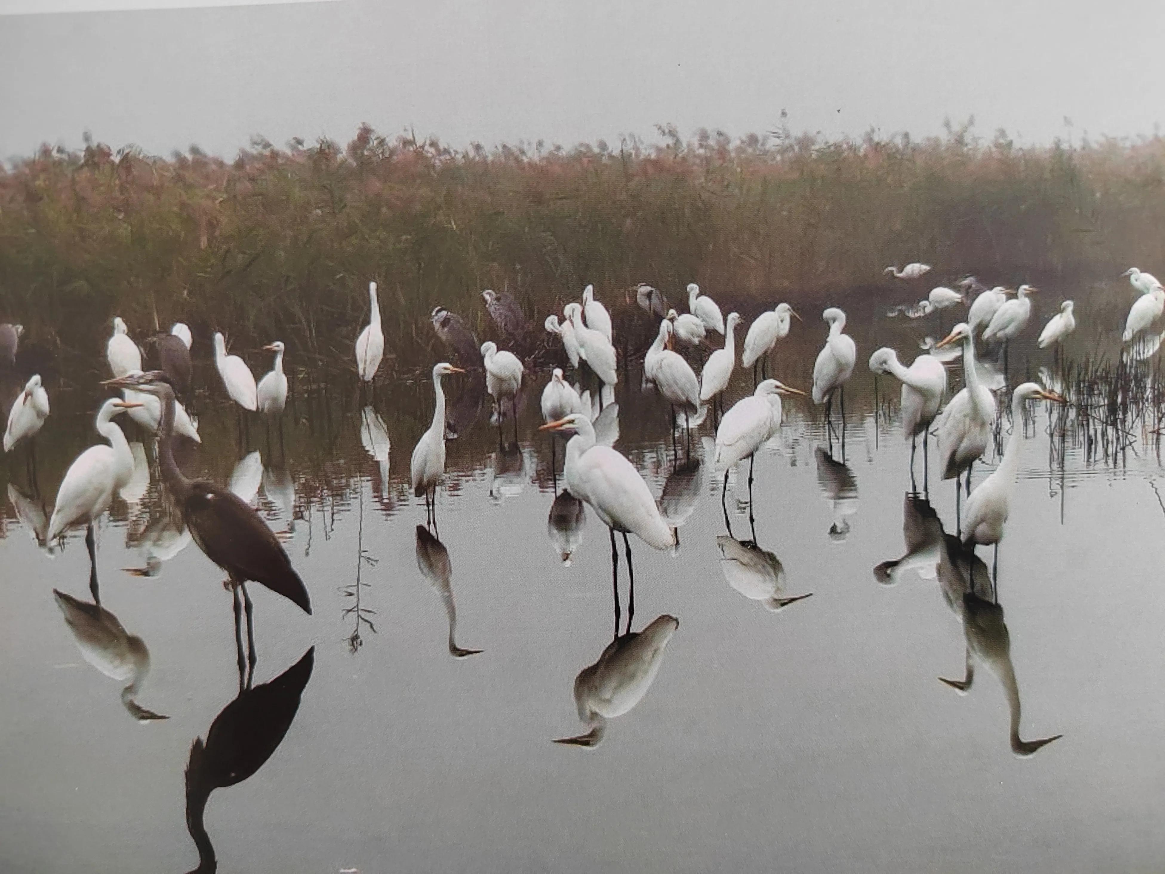 Egrets fly everywhere - iMedia