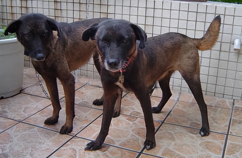 What are the breeds of Chinese pastoral dogs? - iNEWS