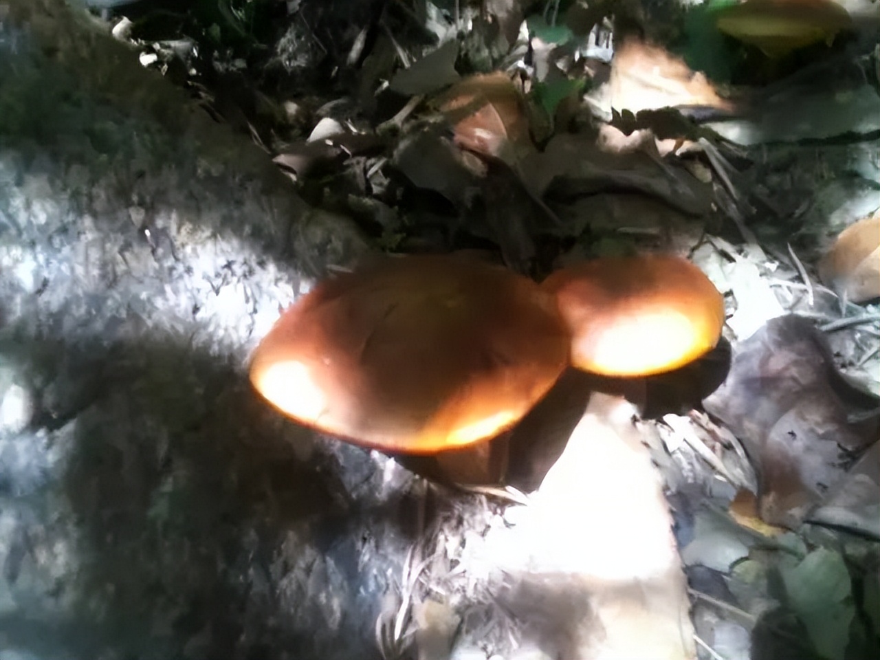 Dried mushrooms on top of Tiancha - iNEWS