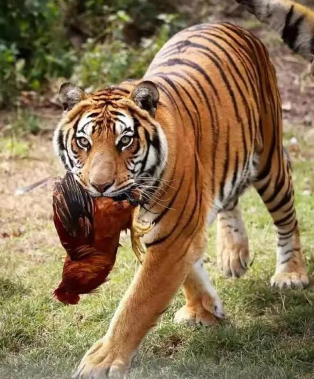 The past and present of the South China tiger - iNEWS