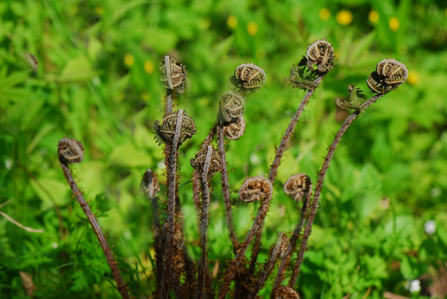 The first thing to eat in spring - a detailed count of edible ferns - iNEWS