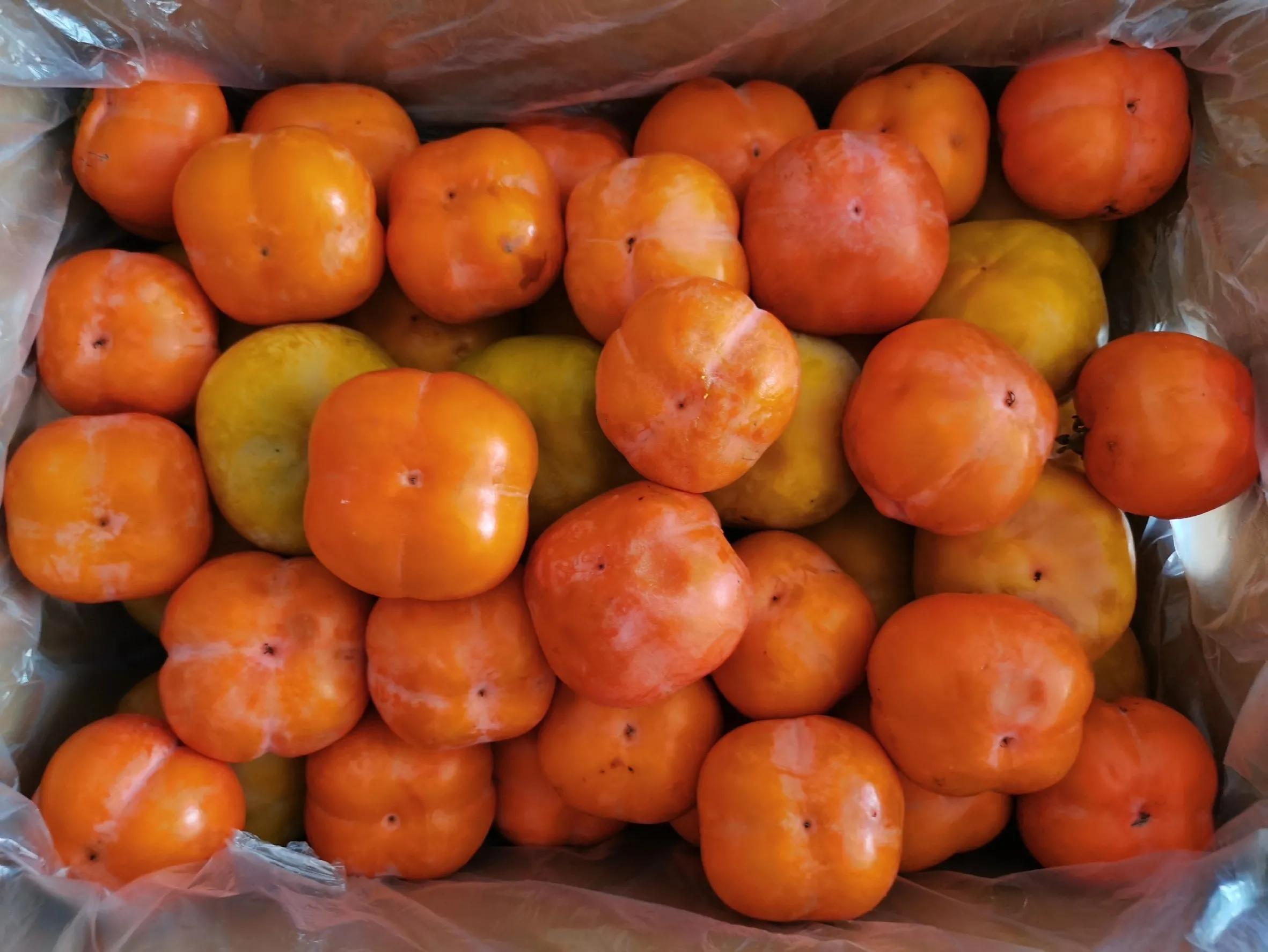 Picking persimmons to make persimmons in frost season - iNEWS