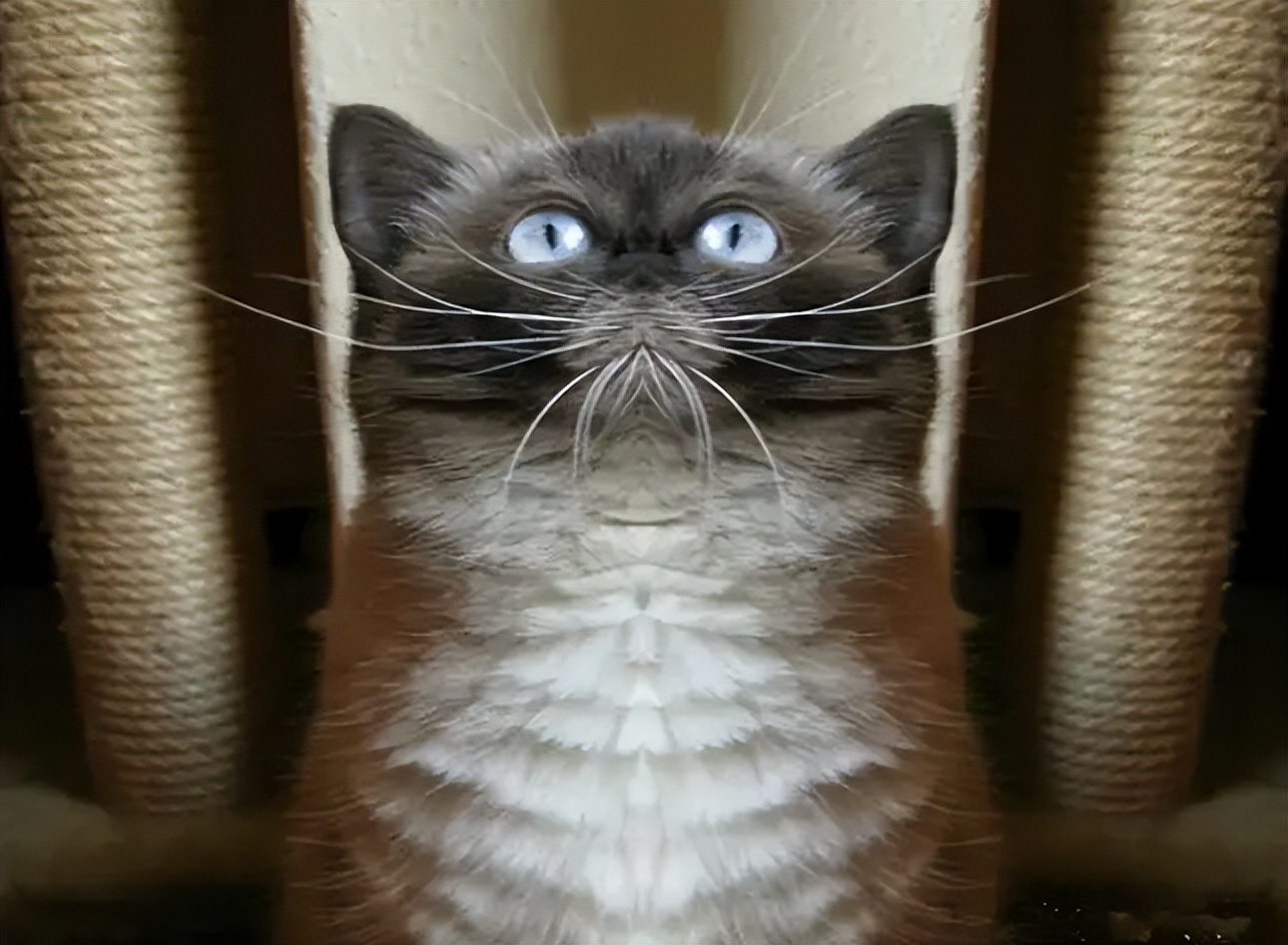 If a cat is well raised, it will have "garlic clove hair", is this true ...