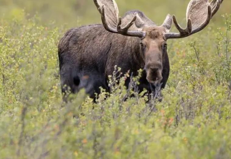 The Eurasian Moose: A Link Between Nature and Culture - iNEWS