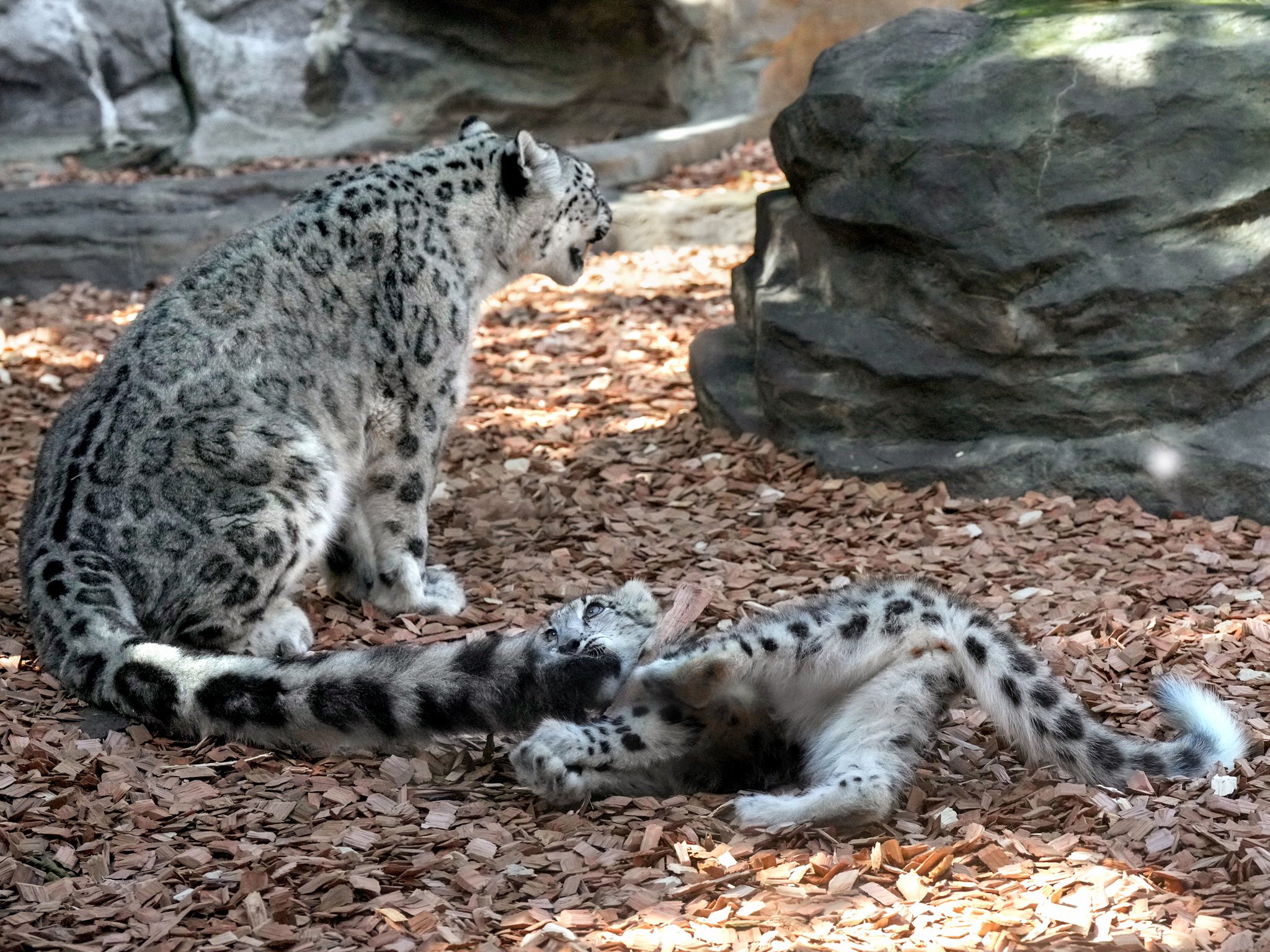 The little snow leopard has a cute face and uses his mother's tail as a ...