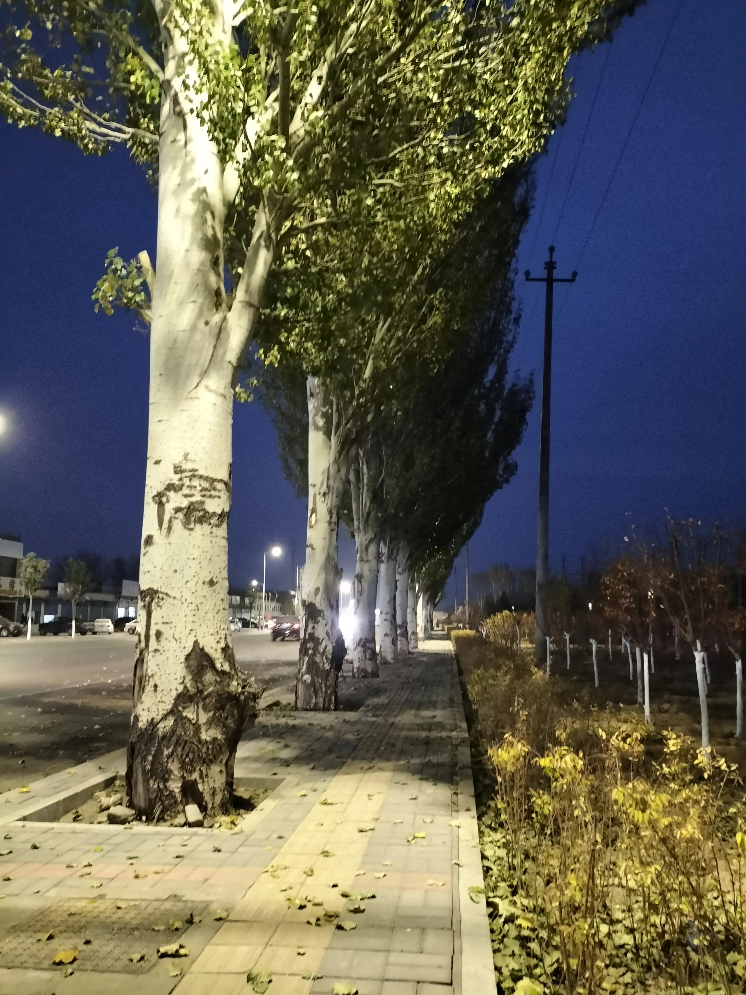 Seven Laws · Species of Poplar - iNEWS