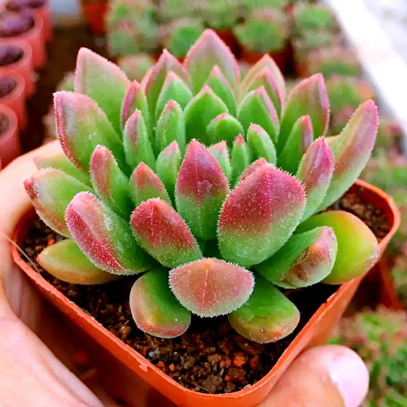 Succulents·Red Lips·Miracle of Spring·Colored Crayons - iNEWS