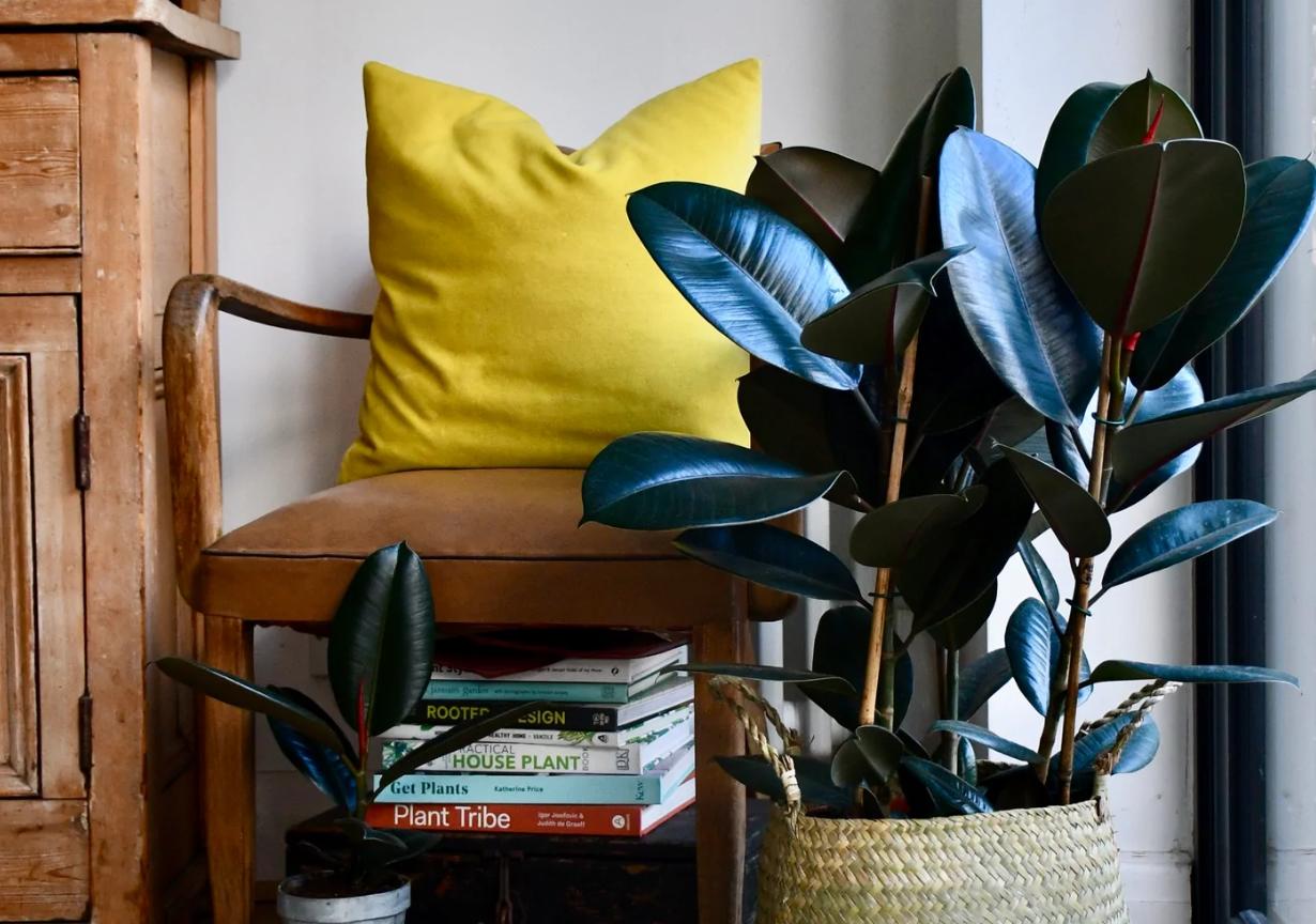 8 charming rubber tree varieties, good-looking and durable, can be ...