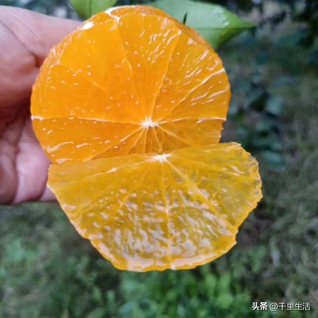 Ehime No. 38 Jelly Orange, a connotative orange queen, is simply the ...