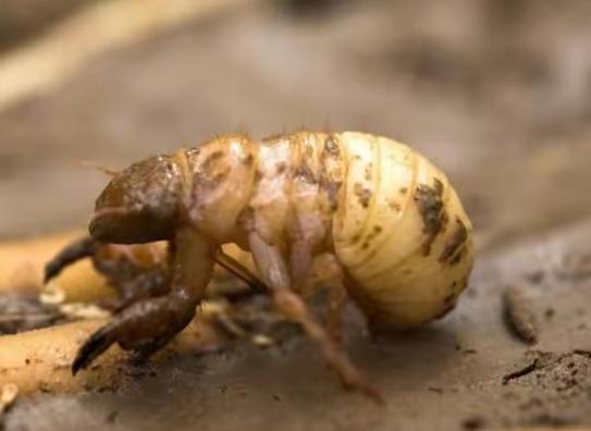 The mystery behind the golden cicada unearthed at night - iNEWS