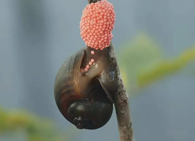 See also pink unknown creatures, like mulberries! There are 6000 ...