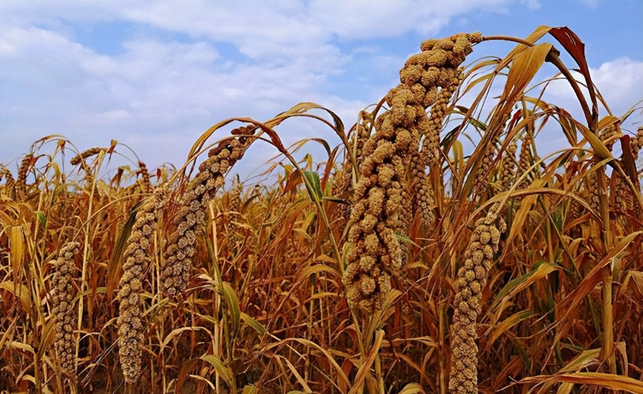 If you often drink millet porridge, does it increase blood sugar or ...