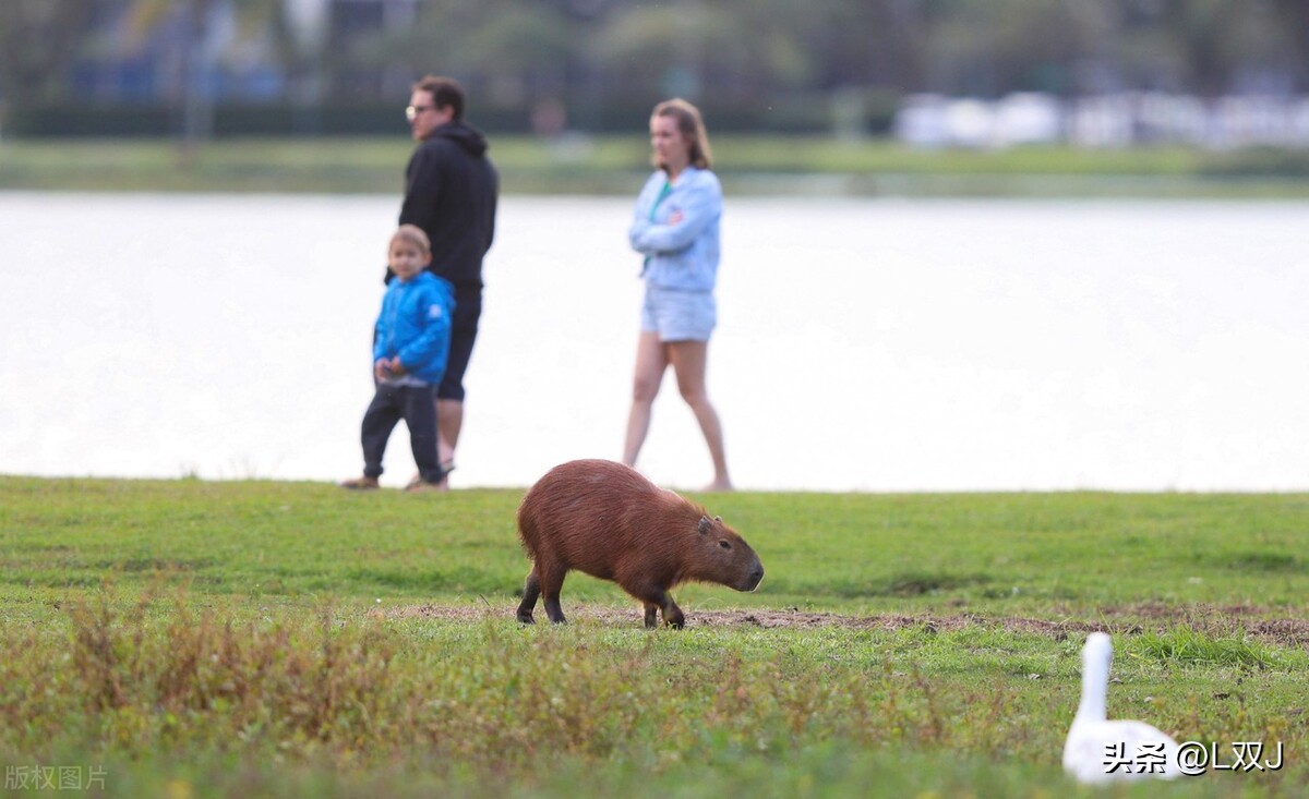 Capybaras can live in harmony with other animals - iNEWS