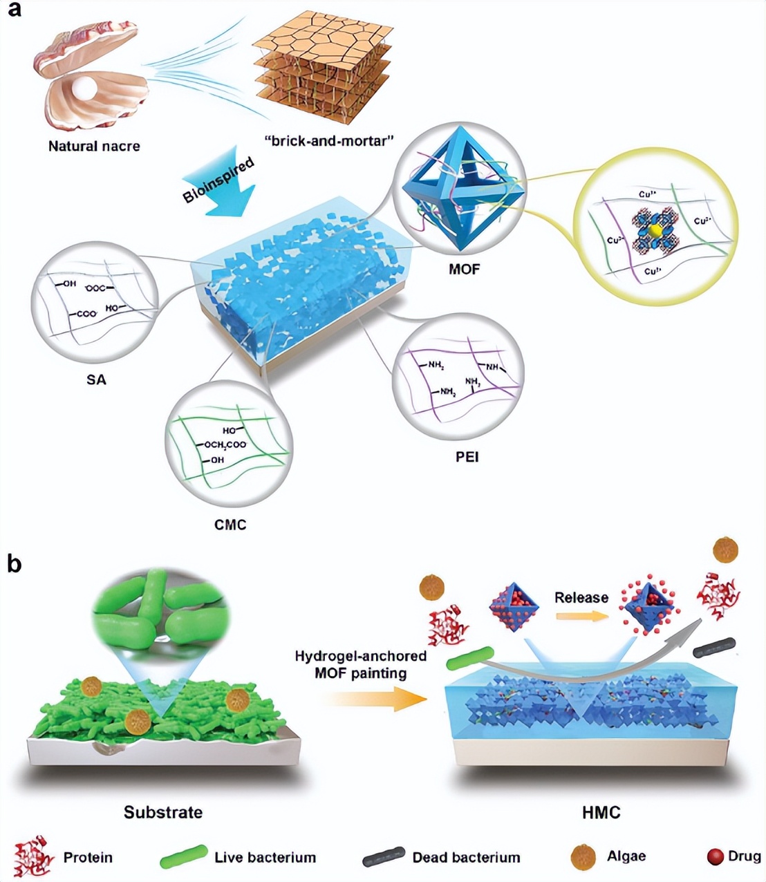 Northeastern University "AFM": MOFs coating inspired by nacre layer! - iMedia