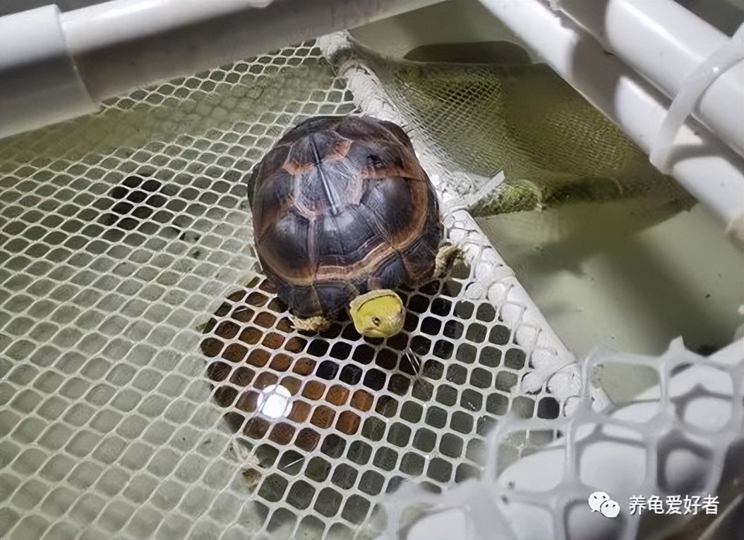 More and more people from deep water come to report that raising ...