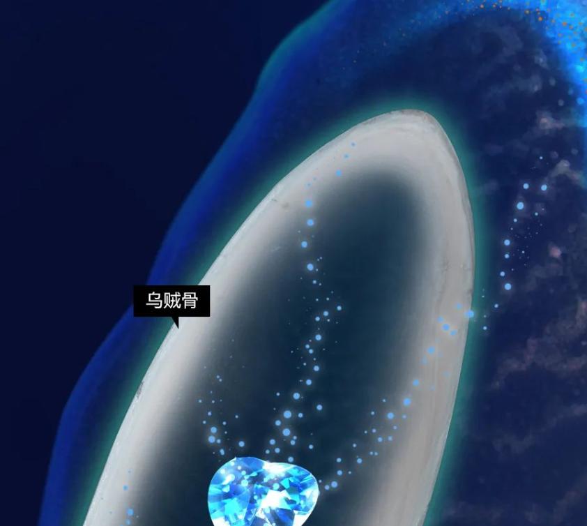 Squid sprays ink from the anus, no one really likes to drink cuttlefish ...