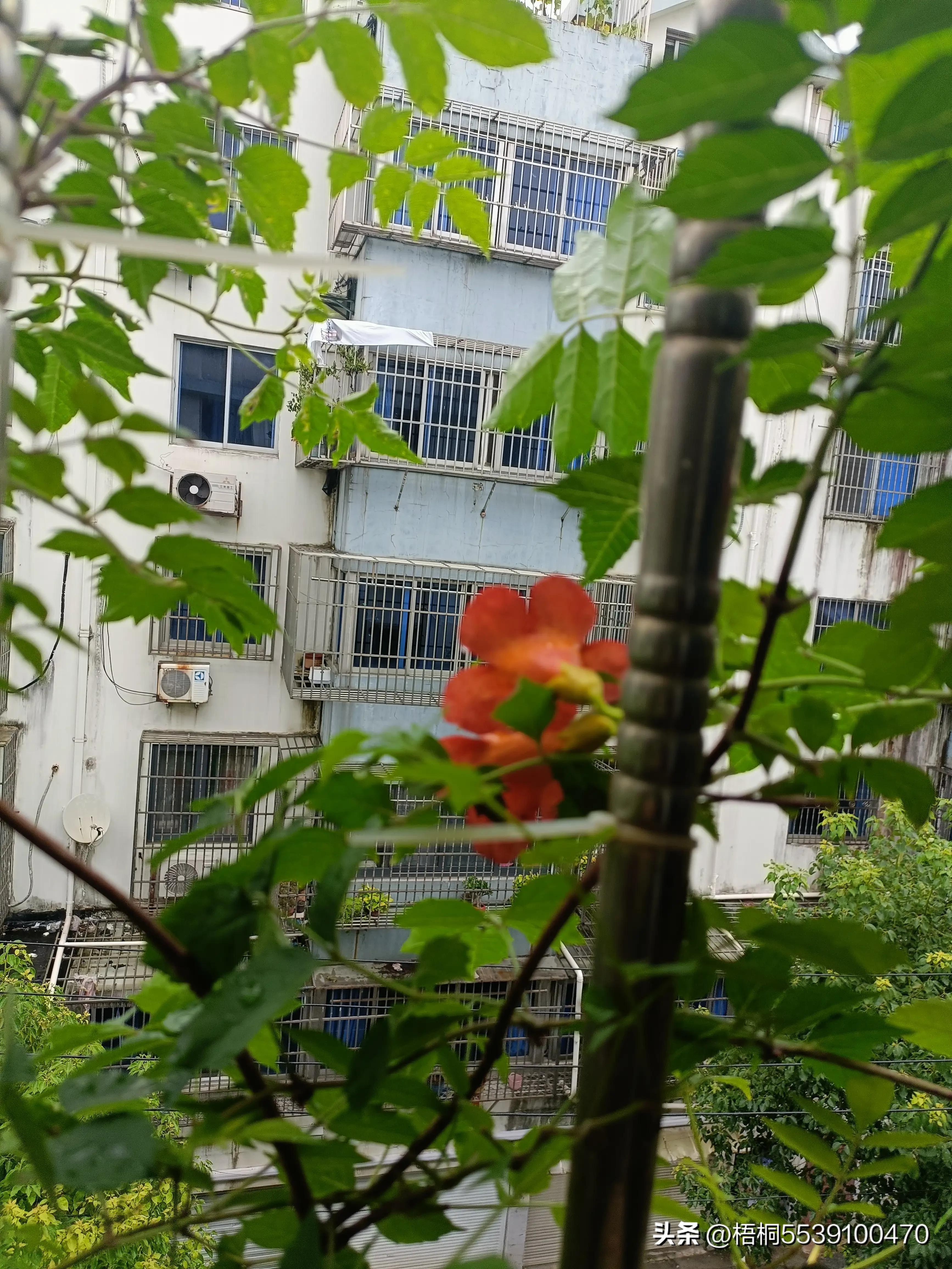 Lingxiao flower on the north window sill - iNEWS