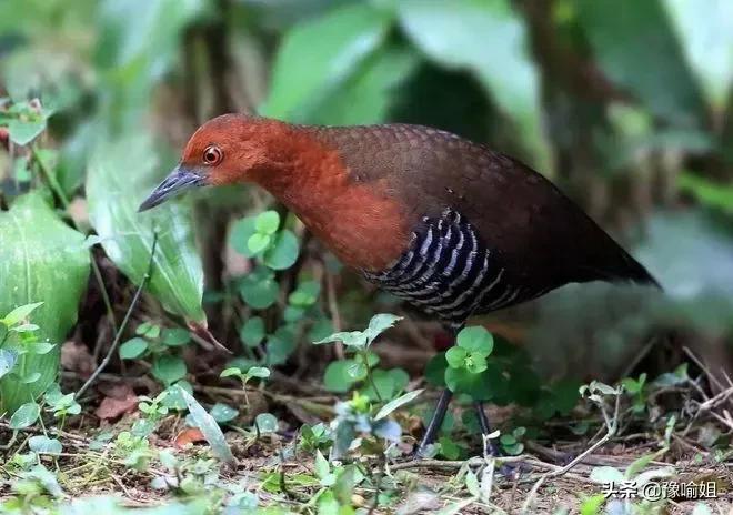 Mayan prophecy come true?What does it mean that species that have been ...