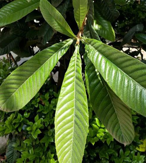 There are loquat trees in the courtyard, all hanging on the branches ...
