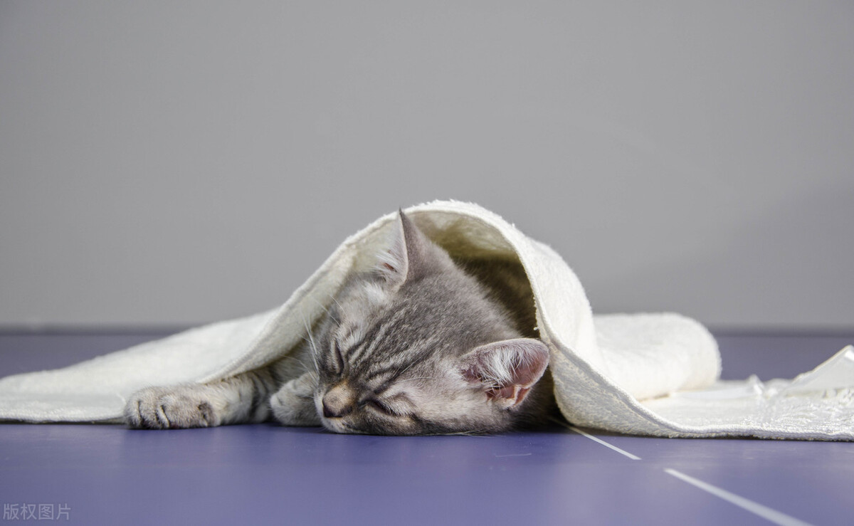 The disease that novice cat owners must pay attention to - feline ...