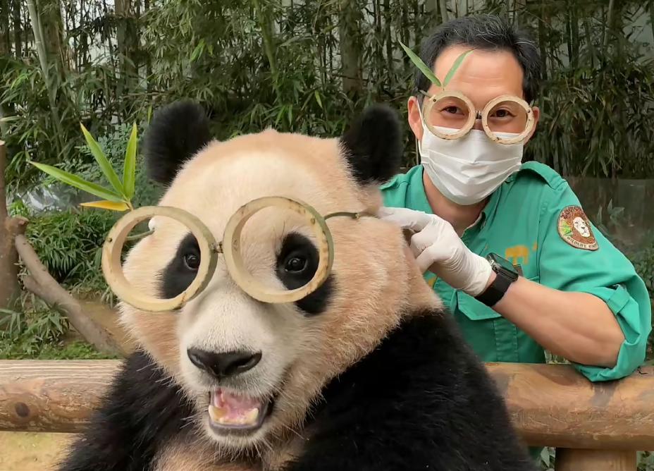 The treatment of pandas abroad: Adopted by the richest country ...
