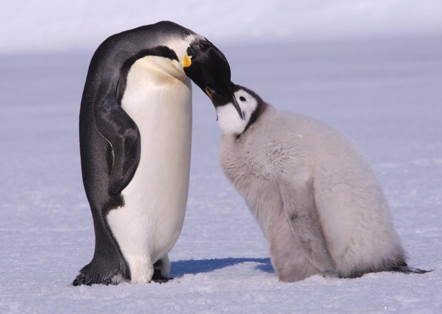 The Polar Miracle of Emperor Penguins: How to Survive and Reproduce in ...