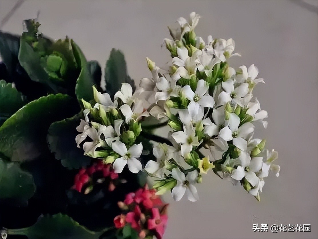 30 blooming longevity flowers, wishing your family a healthy and long ...