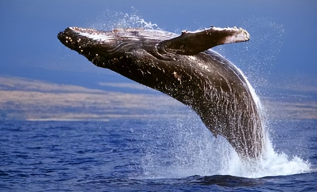 They are back! Populations of these 7 wild animals are recovering - iNEWS