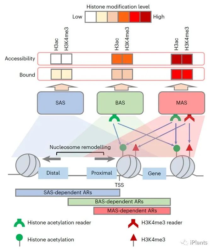 Discovery of three classes of SWI/SNF chromatin remodeling complexes in ...