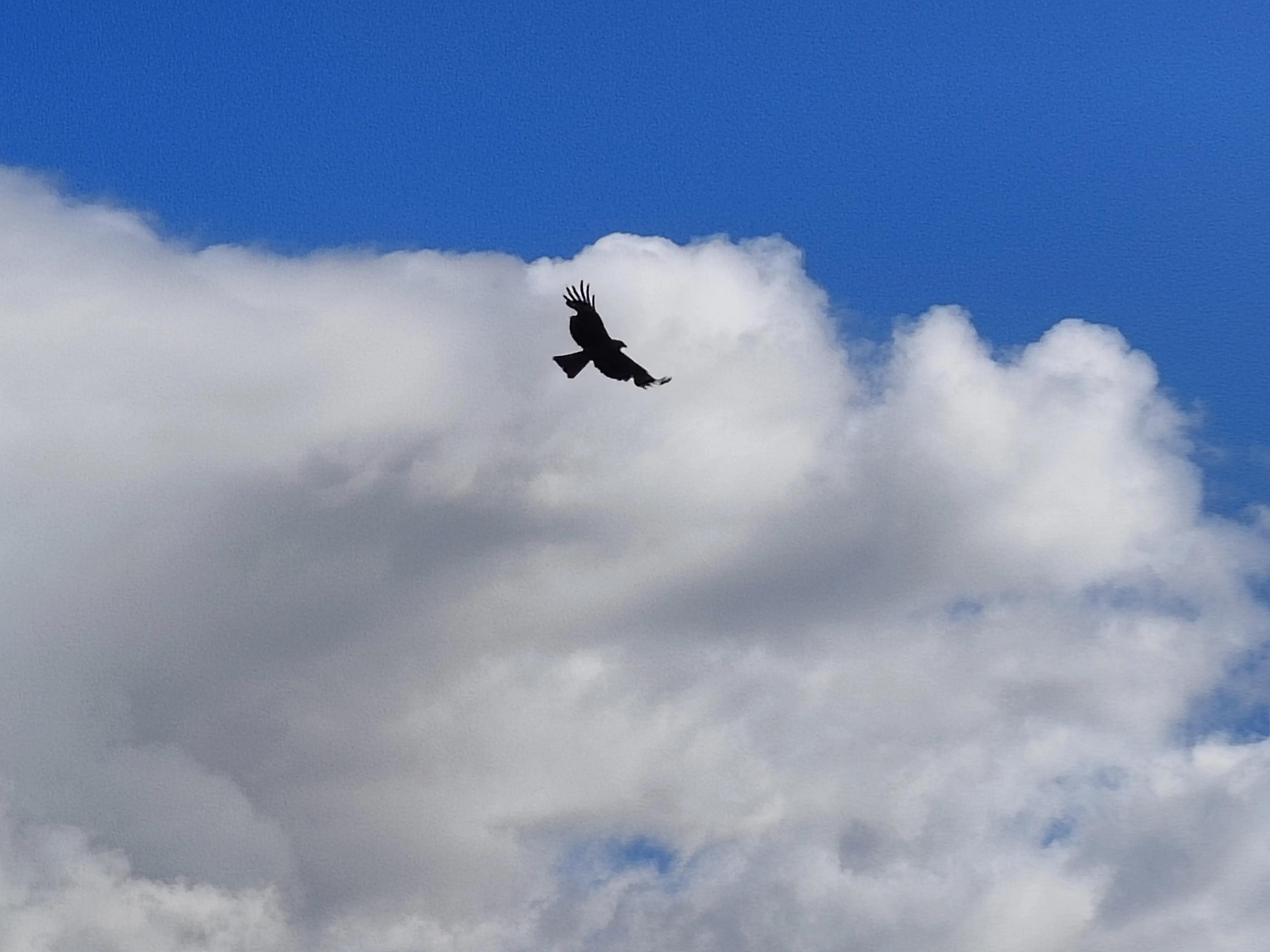 Should Ren'ai Jiao "forbear" - iMedia