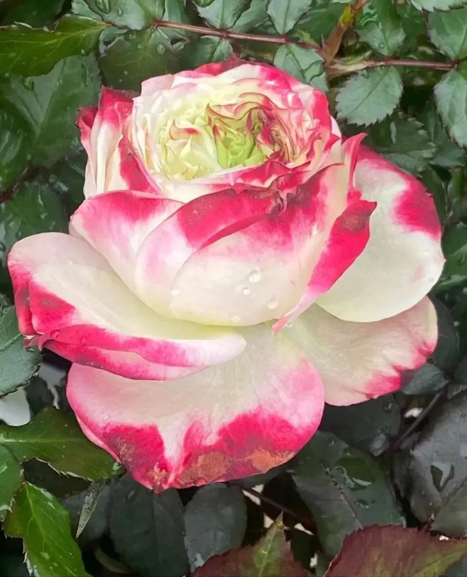 Sharing Rose Varieties——Applejack Rose - iNEWS