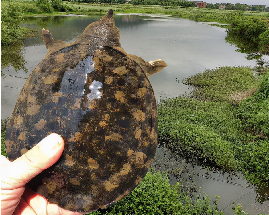 The previously common soft-shelled turtles were not weak in terms of ...
