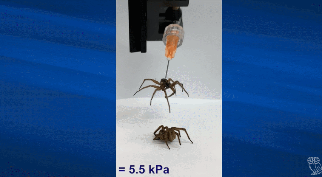 Dead spider reincarnated as robotic arm: here comes the coveted ...