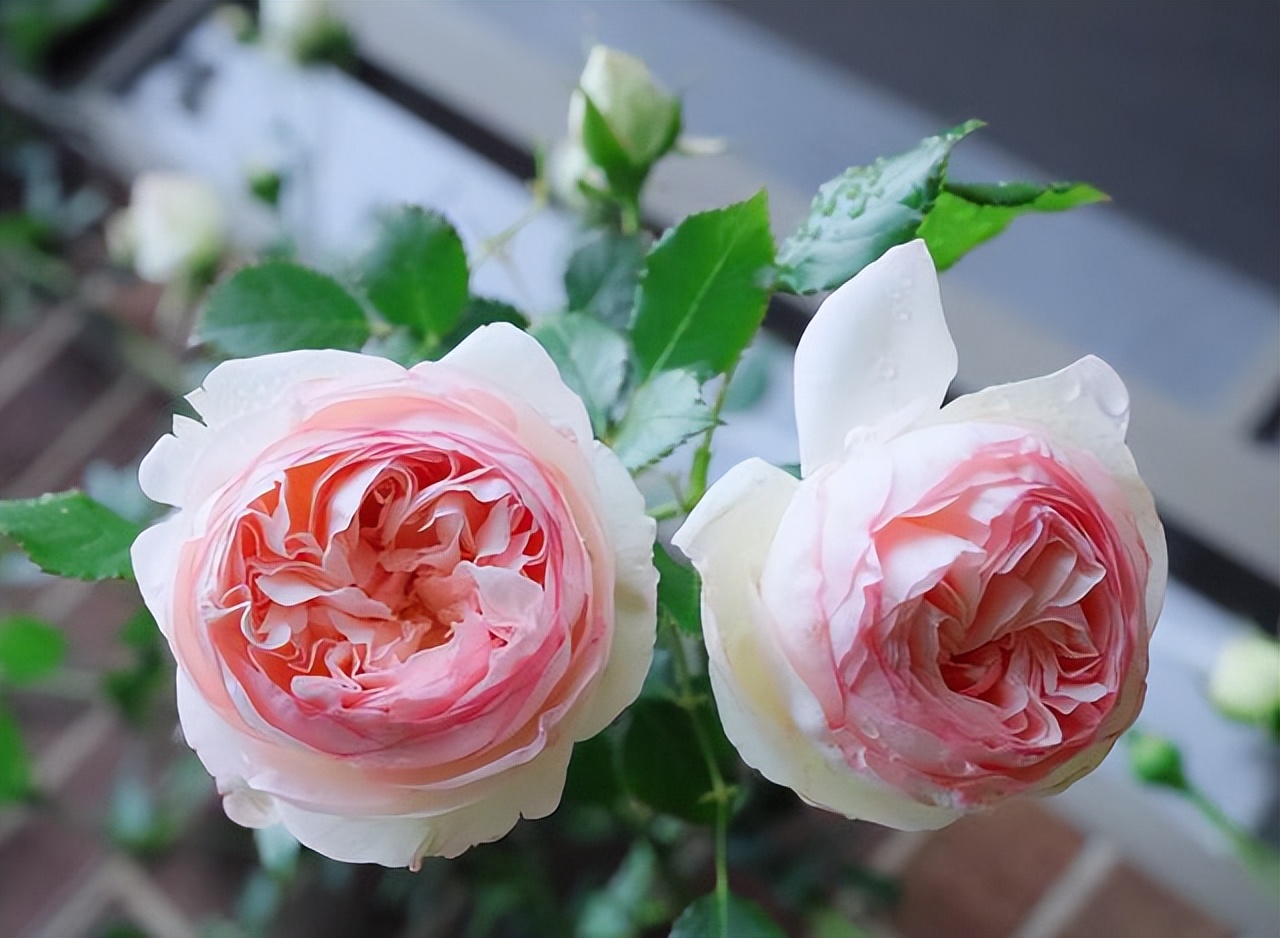 retreat!retreat!retreat!It is difficult for roses to bloom in Guangdong ...