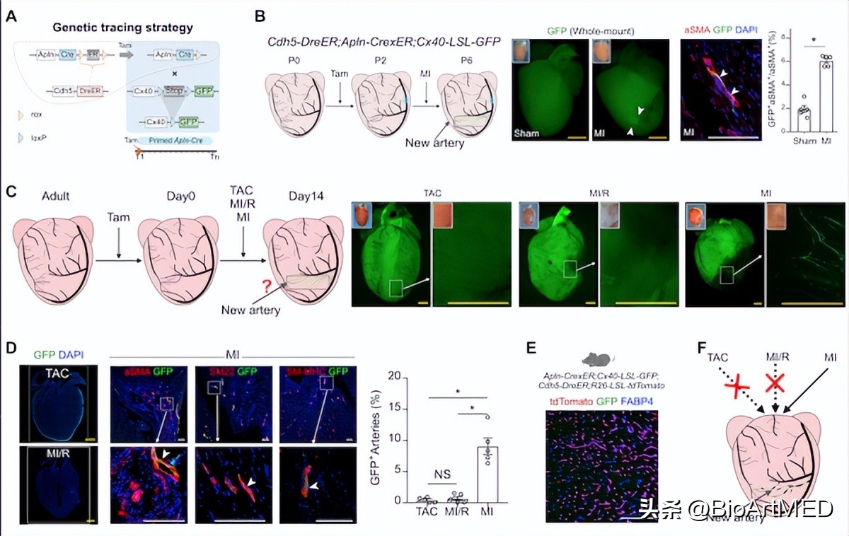 Zhou Bin's team reveals the new source and formation process of ...