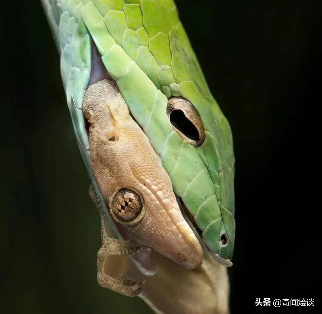 27 horrifying pictures of the animal world: a baby elephant was ...