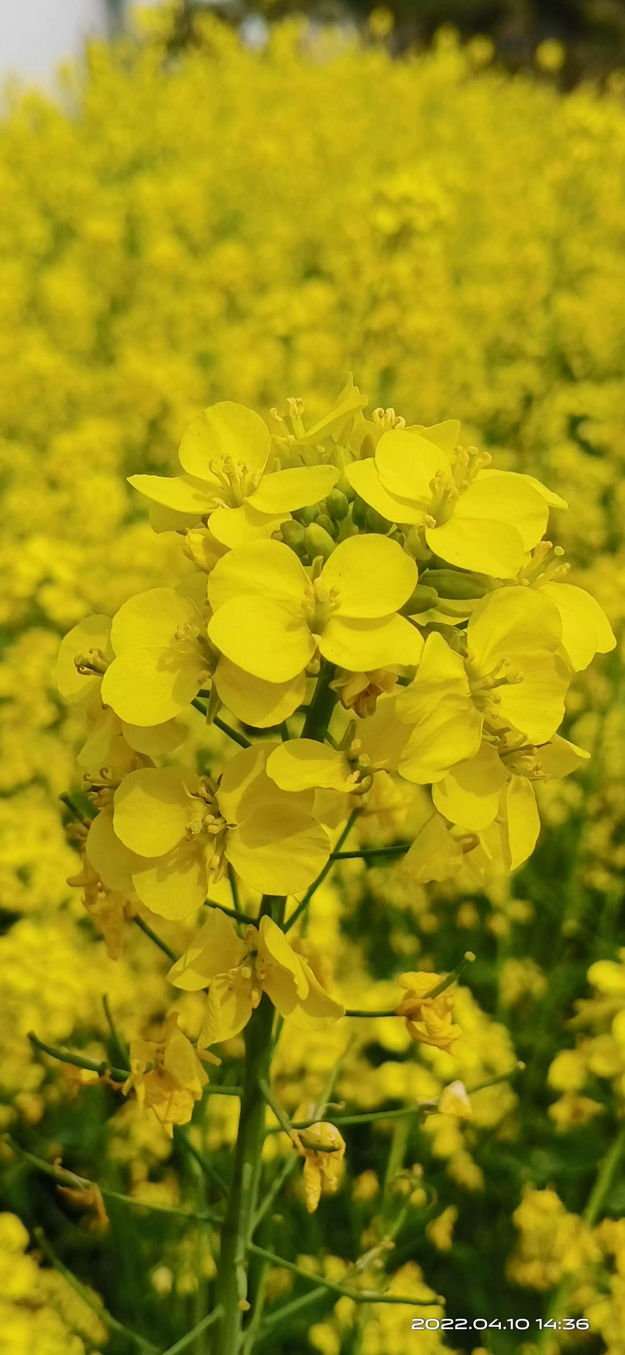 Everywhere is golden and beautiful - a group of rapeseed flowers ...