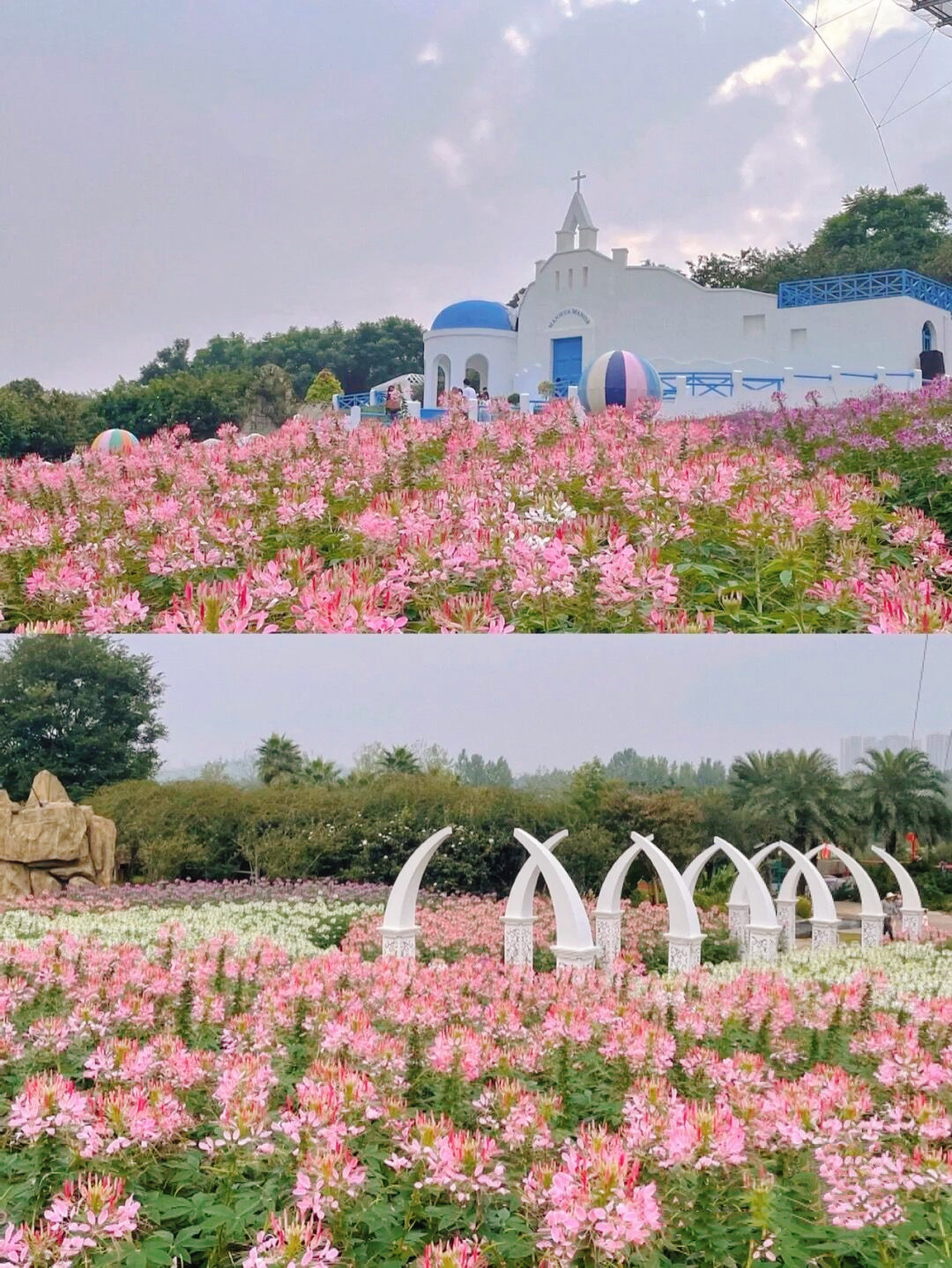 Chengdu rose blooming season is here!Crossing old Shanghai, classical ...