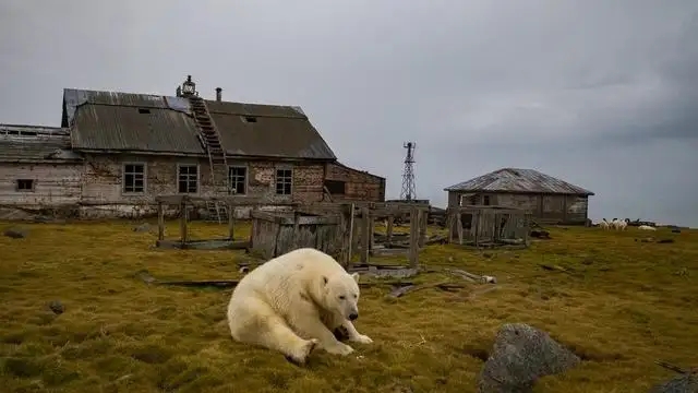 As Arctic glaciers melt, will polar bears become the next extinct ...