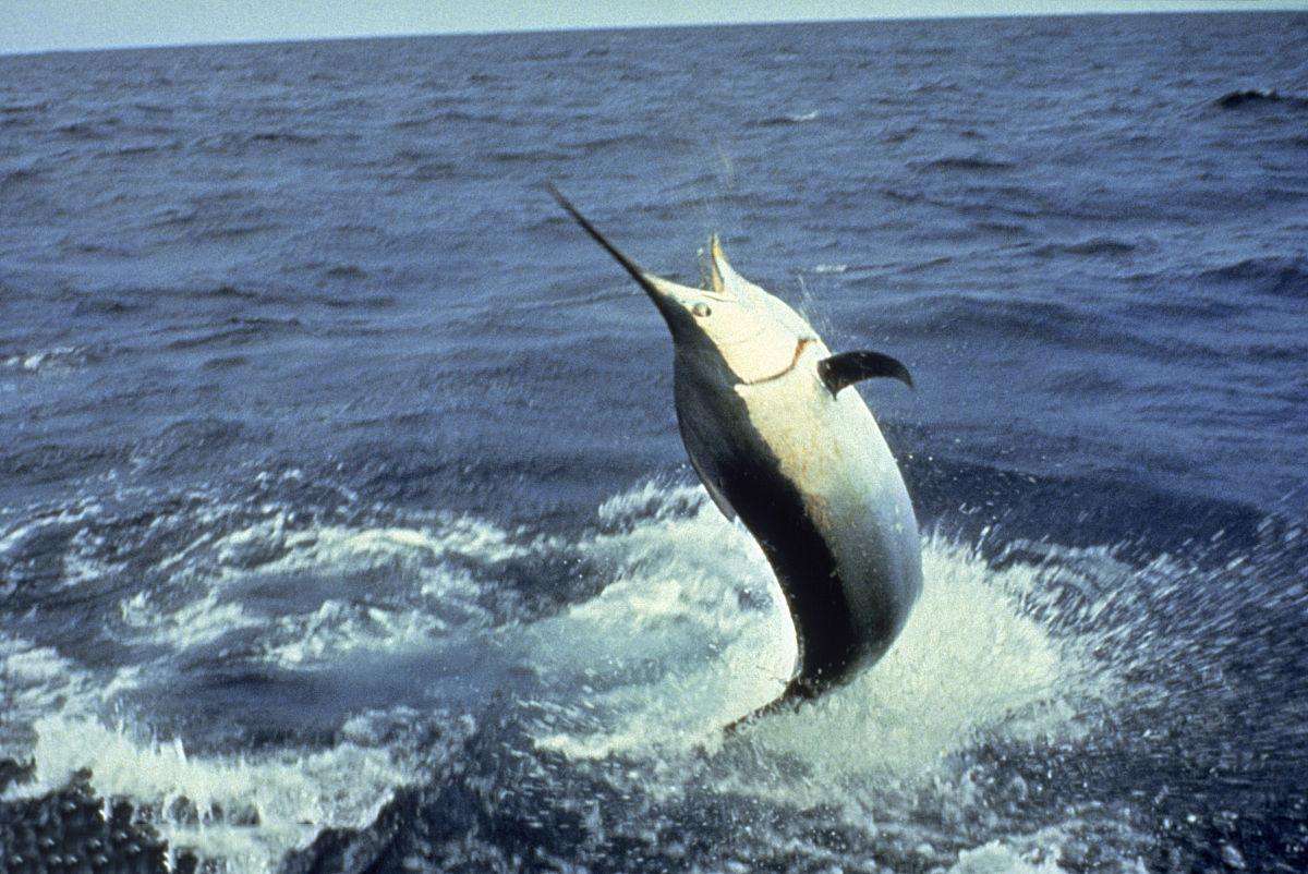 Swordfish: With a sharp sword, it pierces the raging sea, pierces the ...