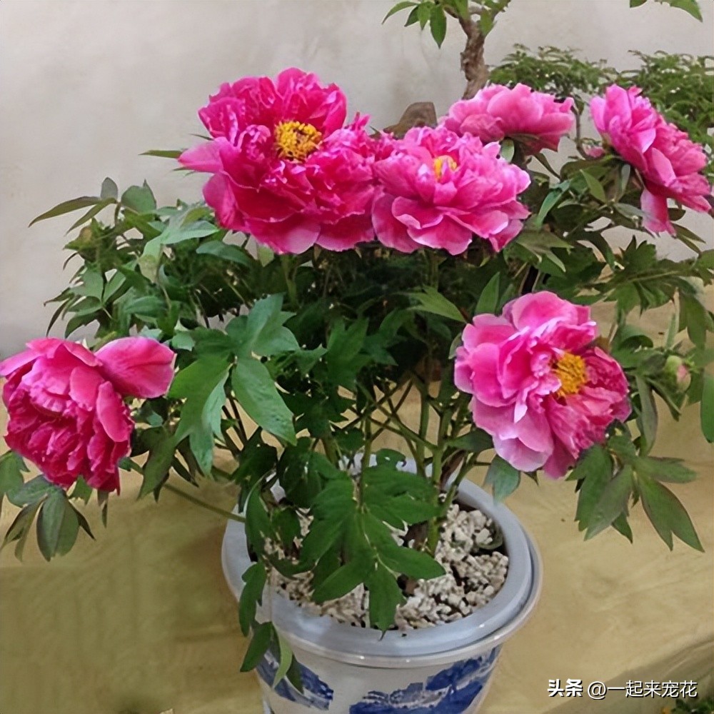 Potted peony flowers have "three fears", novices should pay attention ...