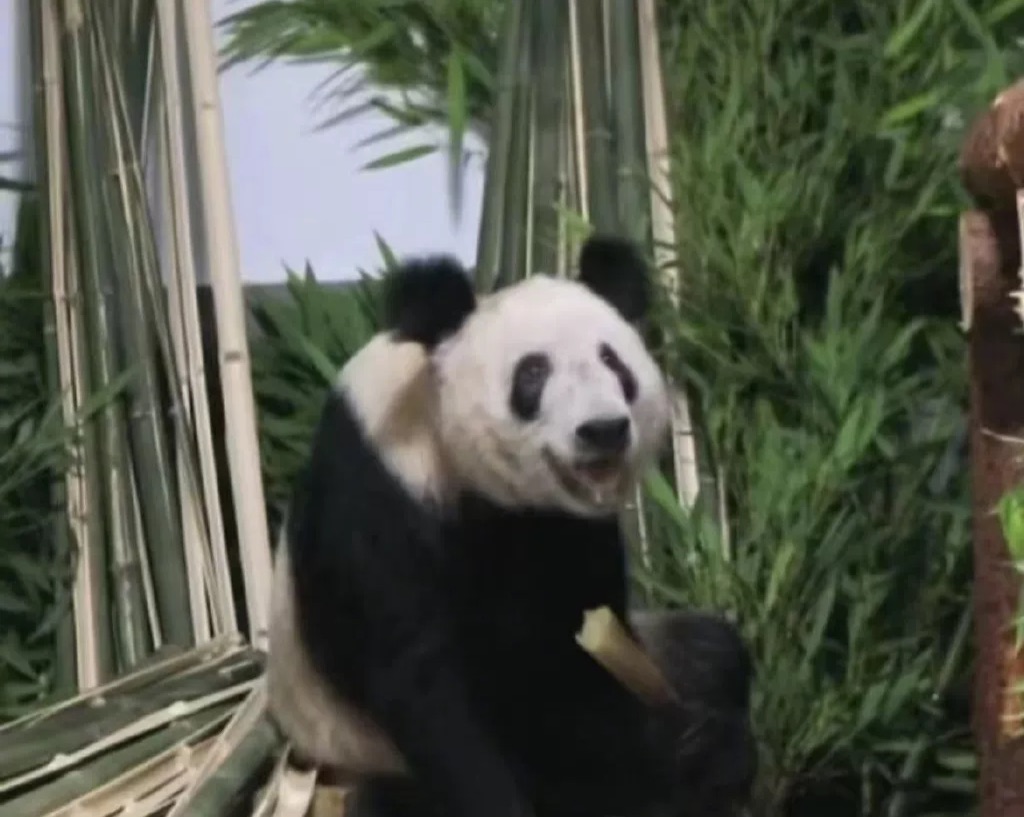 Giant Panda "Yaya" Returns to Beijing Zoo to Enjoy Retirement - iNEWS