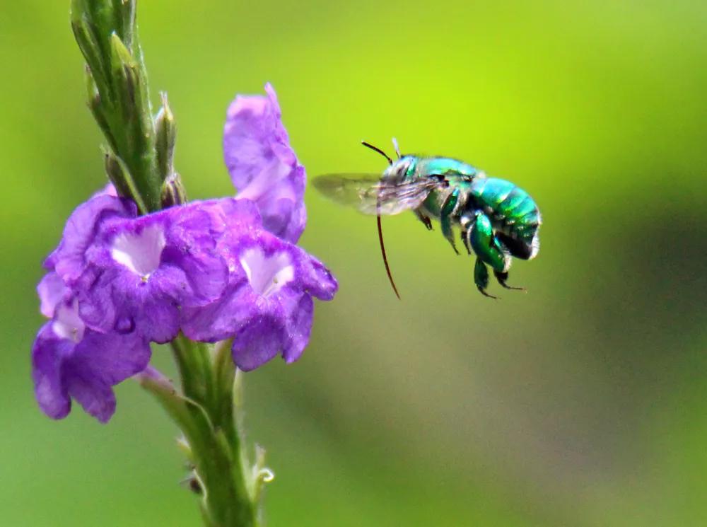 The emerald orchid bee, the only bee in the world that is free from the ...
